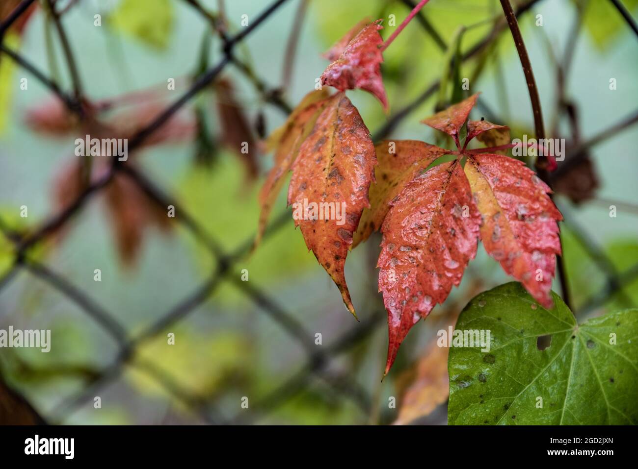 Fall yellow leaves. Leaves that change colors as the season changes ...