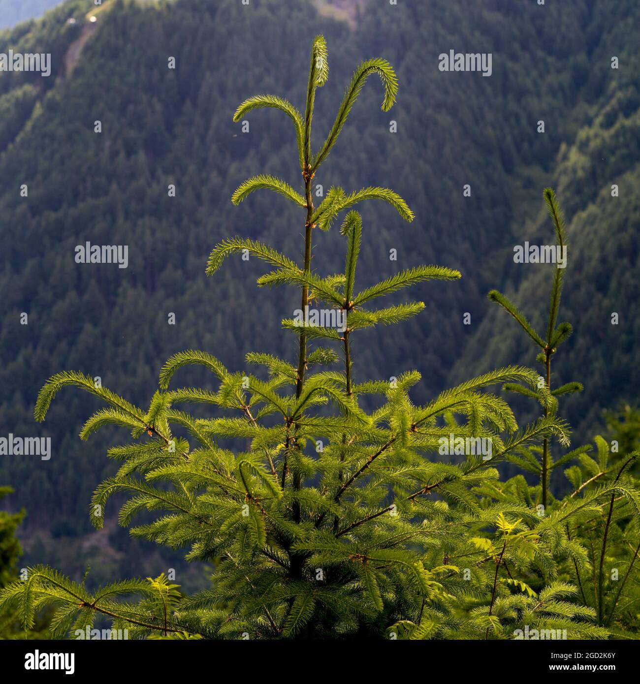 Queenstown hill time walkway hi-res stock photography and images - Alamy