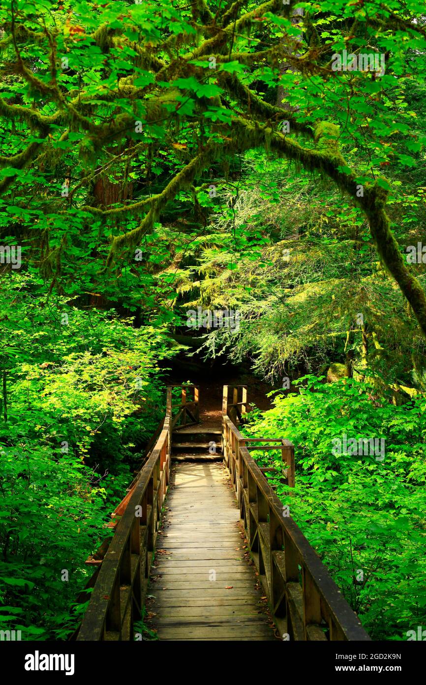 a exterior picture of an Pacific Northwest forest trail Stock Photo - Alamy