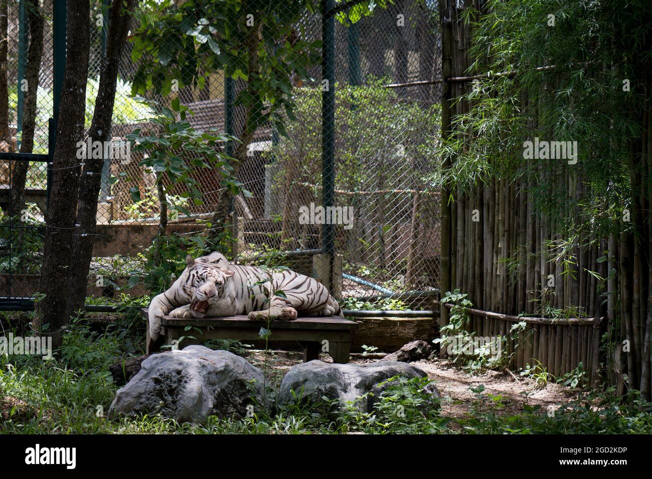 White tiger at the zoo Stock Photo - Alamy