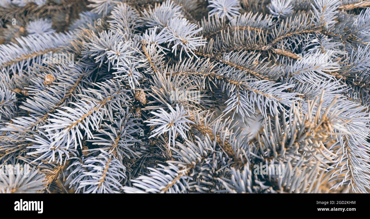 Beautiful fir hi-res stock photography and images - Alamy