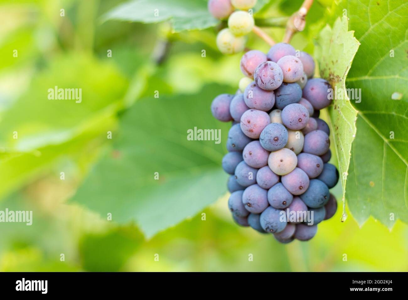 Seedless grape clusters hi-res stock photography and images - Alamy