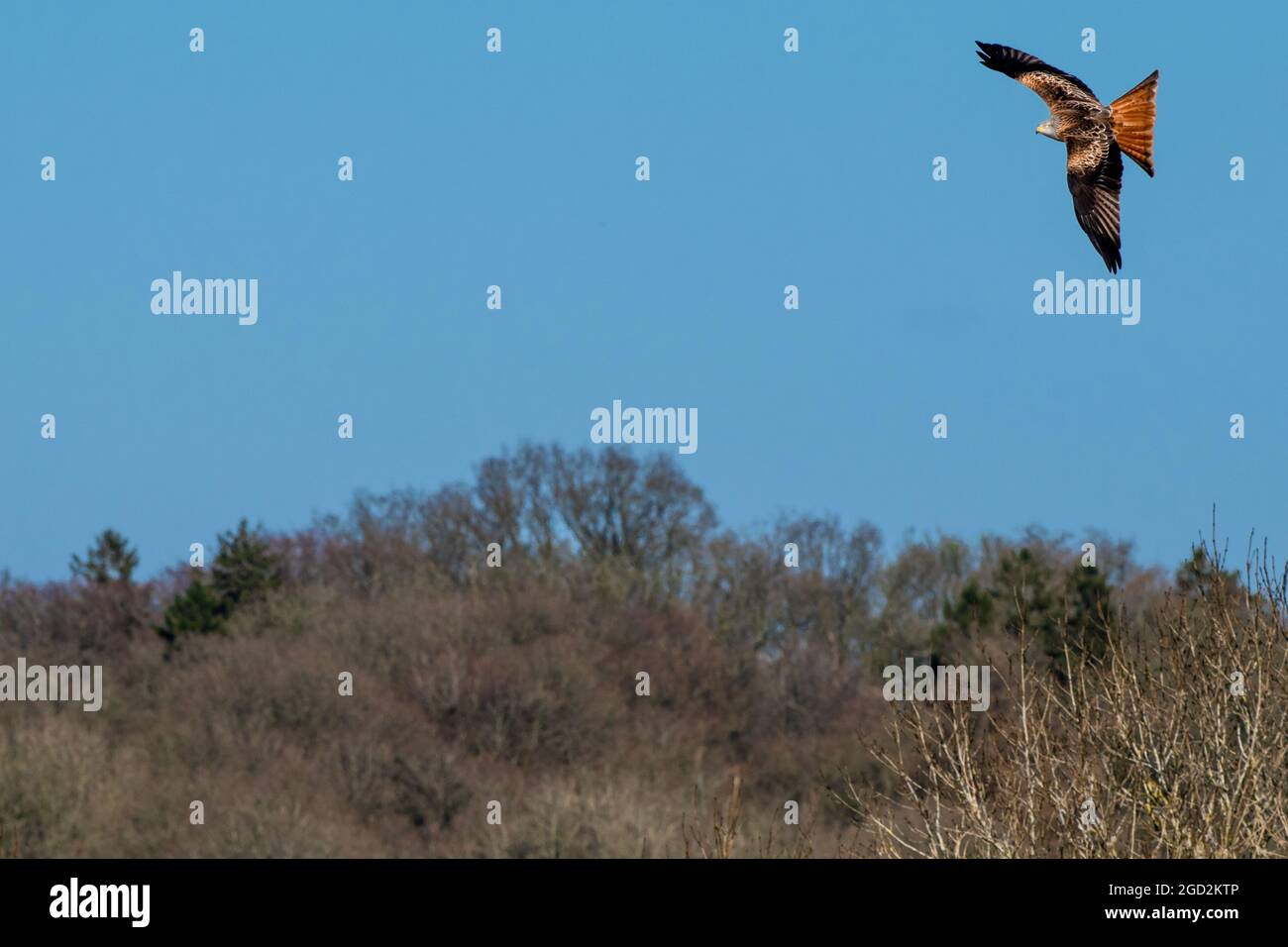 Uk raptor introduction hi-res stock photography and images - Alamy