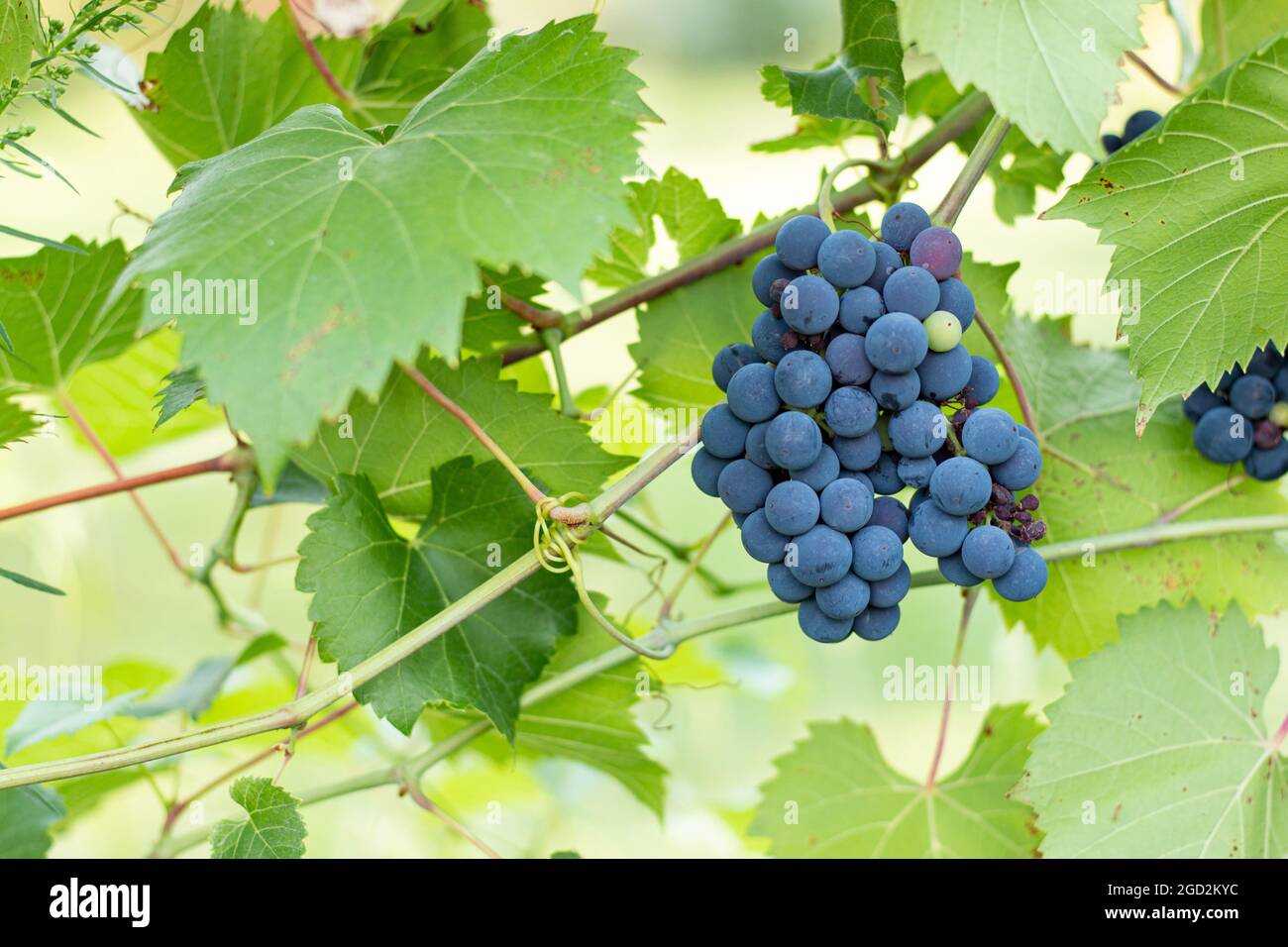 Italian vineyard with red grapes Stock Photo - Alamy