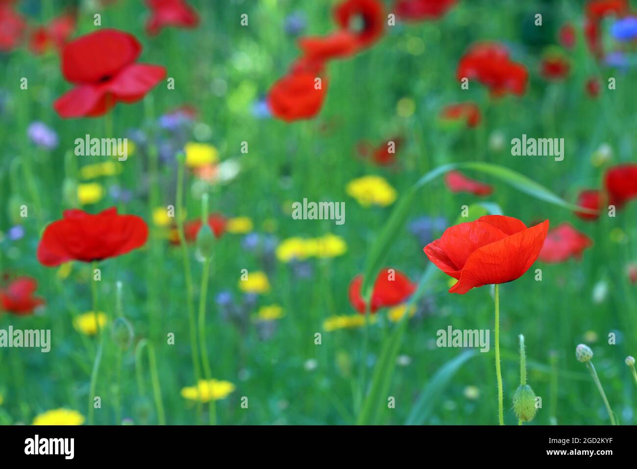 Vivid red poppies in an English wildflower garden on a bright and sunny ...