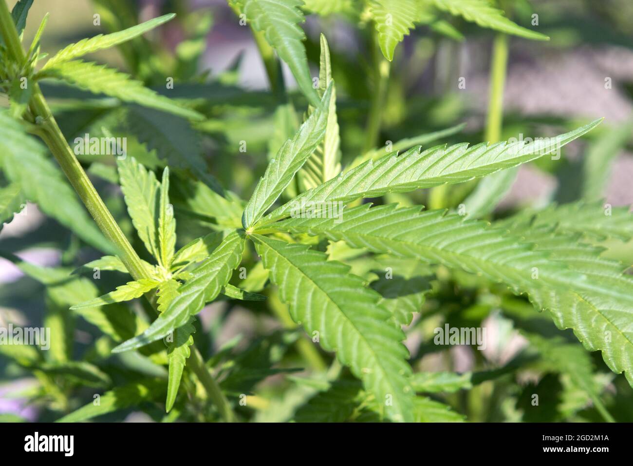 Marijuana cannabis bud up close hi-res stock photography and images - Alamy