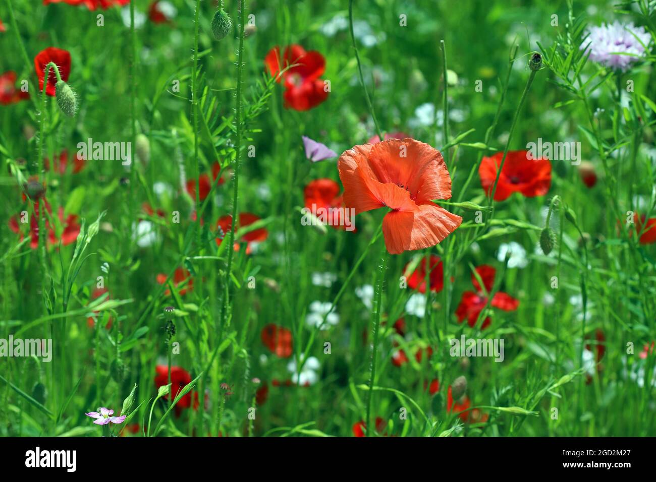 Vivid red poppies in an English wildflower garden on a bright and sunny ...