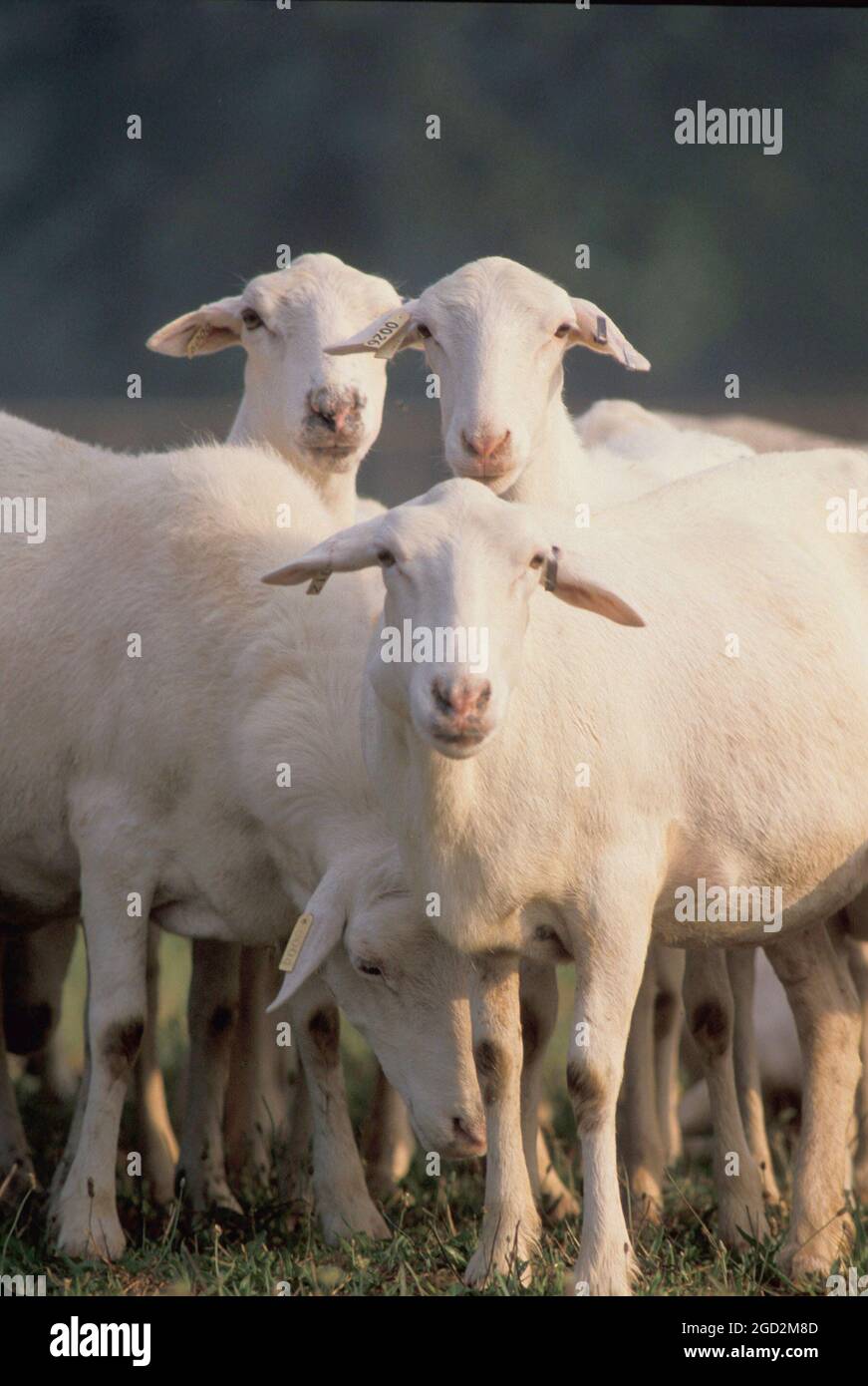 Croix sheep hi-res stock photography and images - Alamy