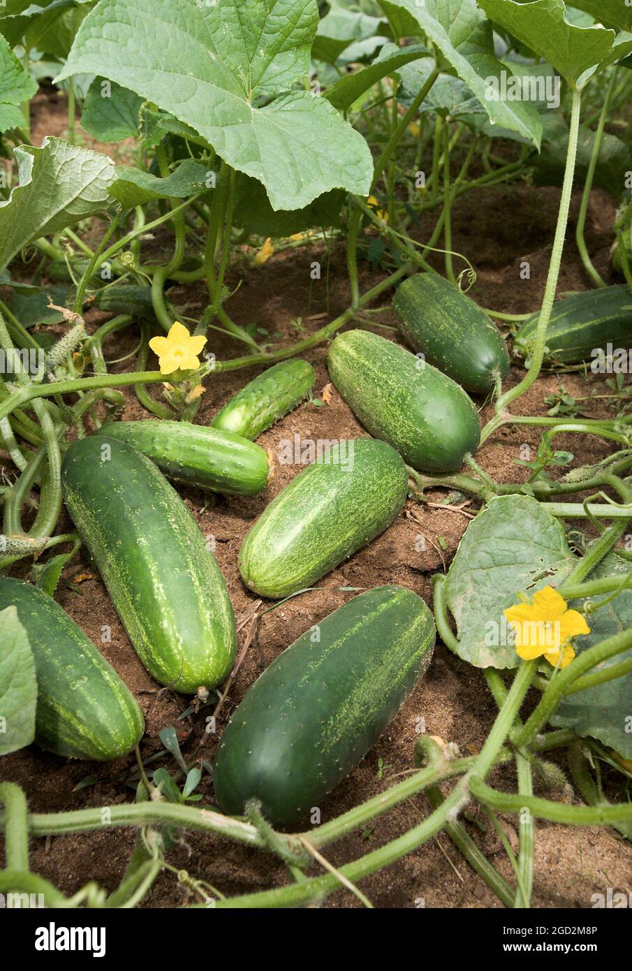 Cucumber fruit developing on plants possessing multiple lateral ...