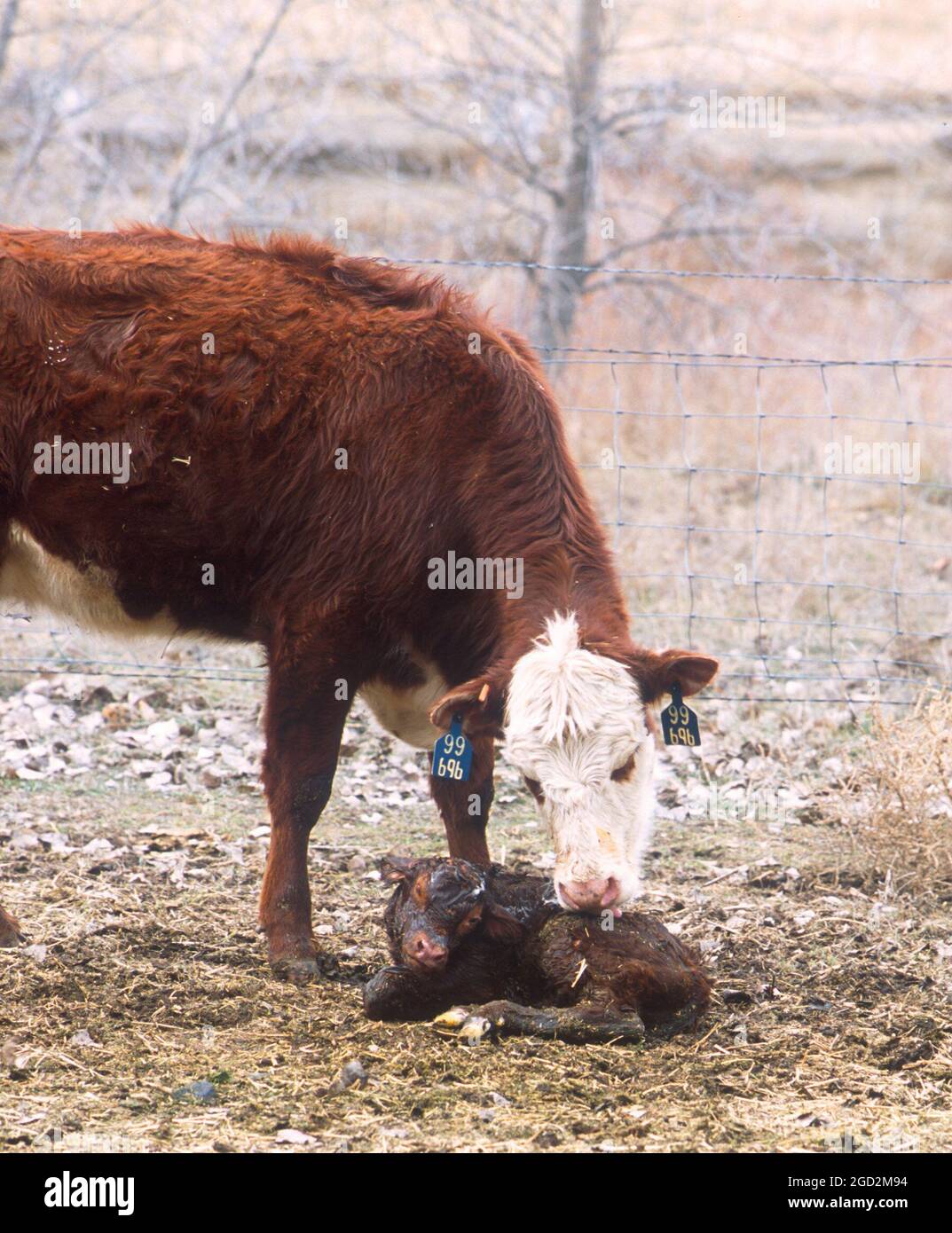 Cow and calf. Minutes after giving birth, a 2-year-old cow attends to ...