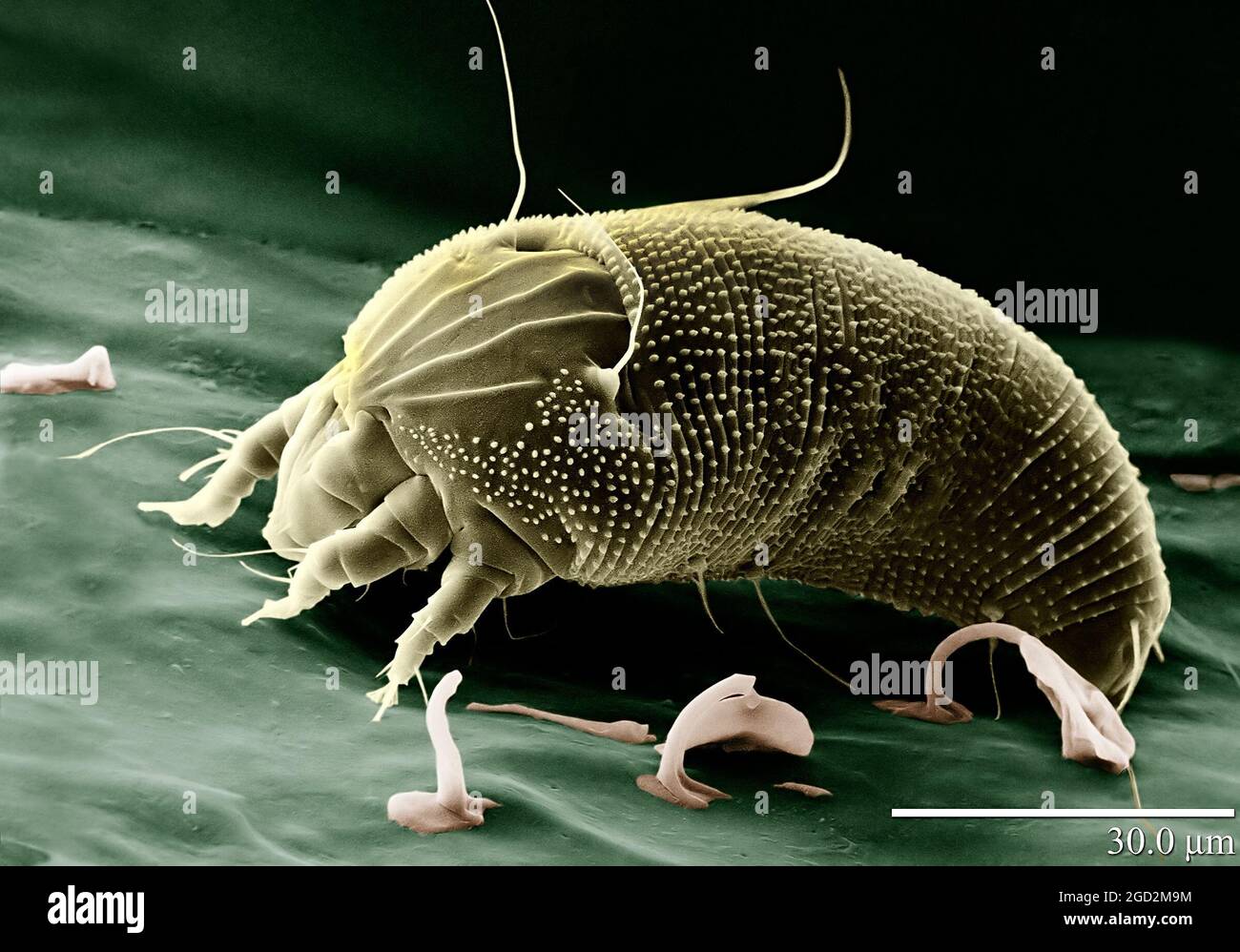 Canada thistle mite hi-res stock photography and images - Alamy