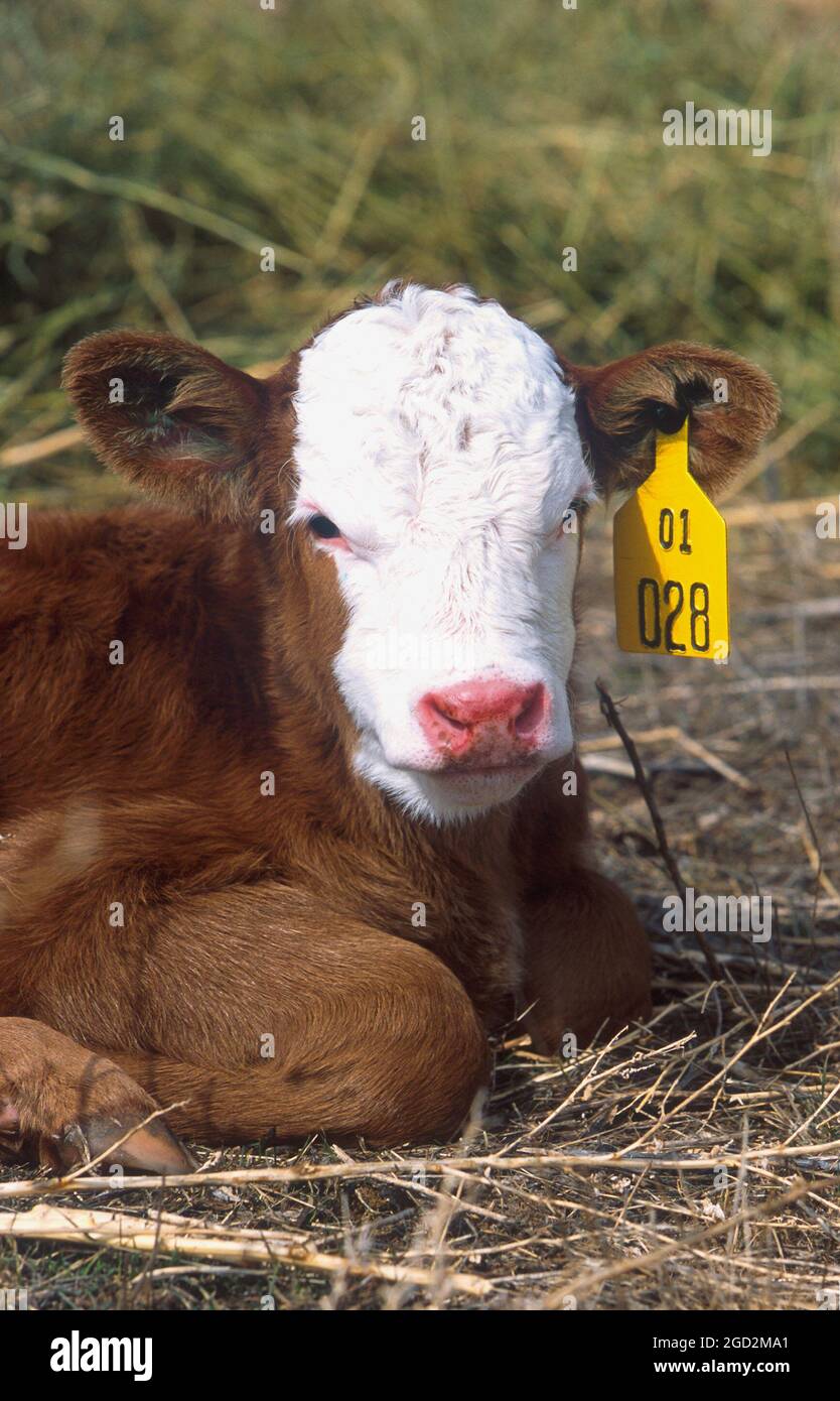 Close up of a healthy calf wearing a yellow ear tag identification ...