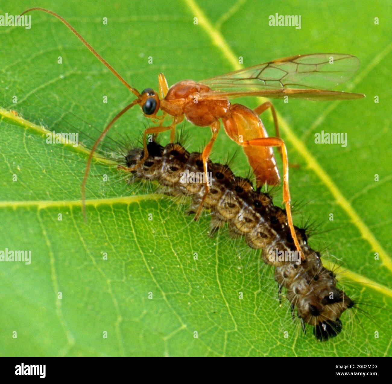 Aleiodes indiscretus wasp parasitizing gypsy moth caterpillar Stock ...