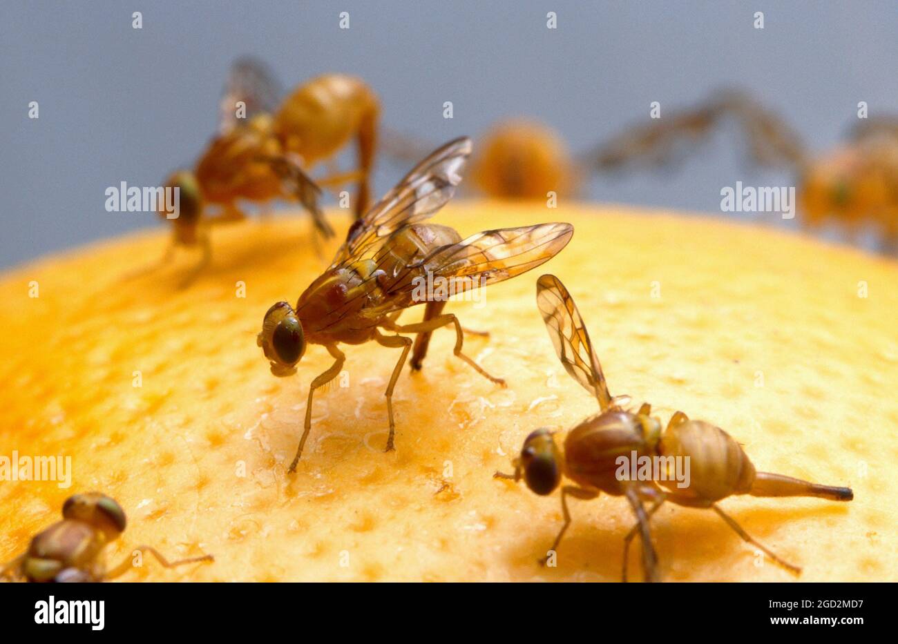 Fruit flies on a citrus fruit hi-res stock photography and images - Alamy