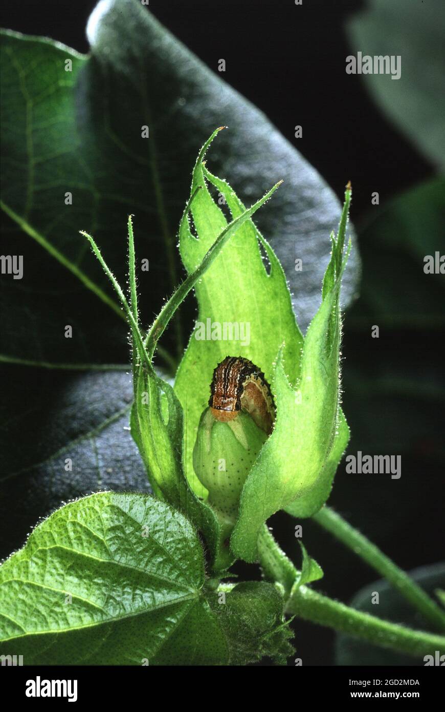 Close up of a cotton bollworm Stock Photo - Alamy