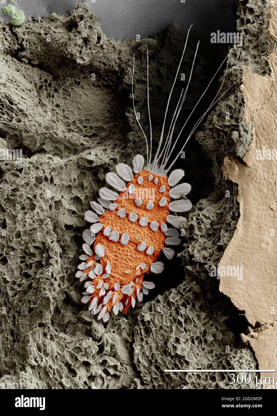 Insect scanning electron microscope hi-res stock photography and images ...