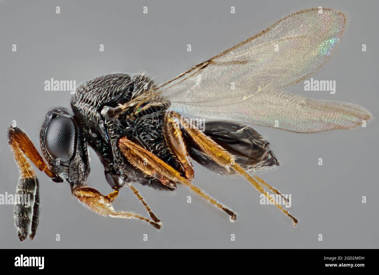 Close up of a female parasitoid wasp (Trissolcus mitsukurii) from Asia ...
