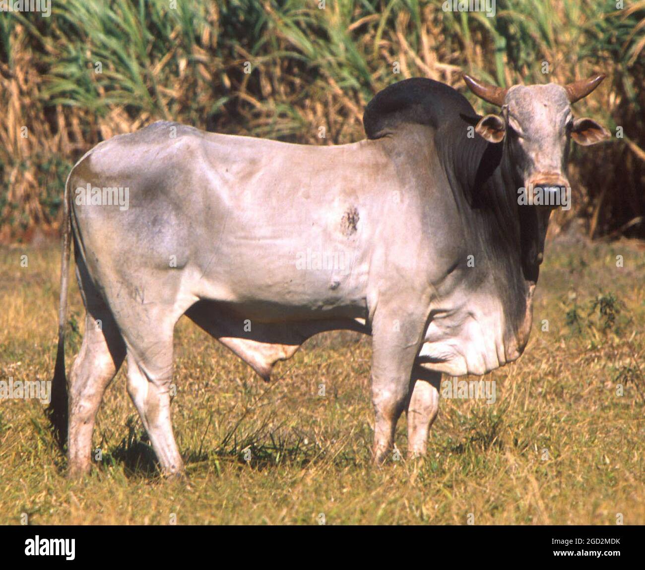 Cattle in Brazil, like this Zebu bull, represent a different gene pool ...