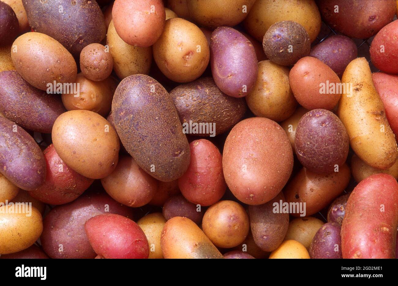 A close up of different potato varieties Stock Photo - Alamy