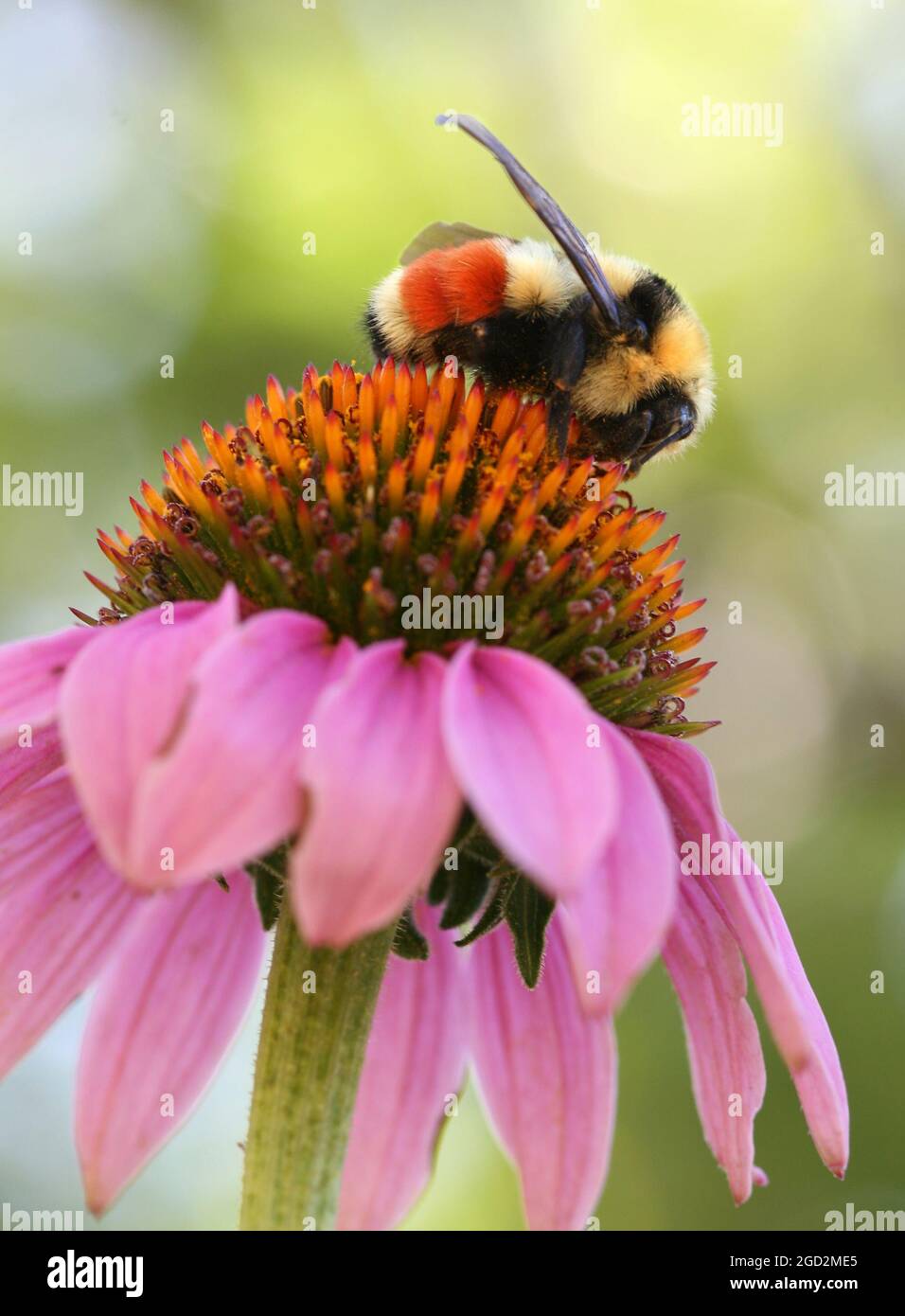 Bombus huntii hi-res stock photography and images - Alamy