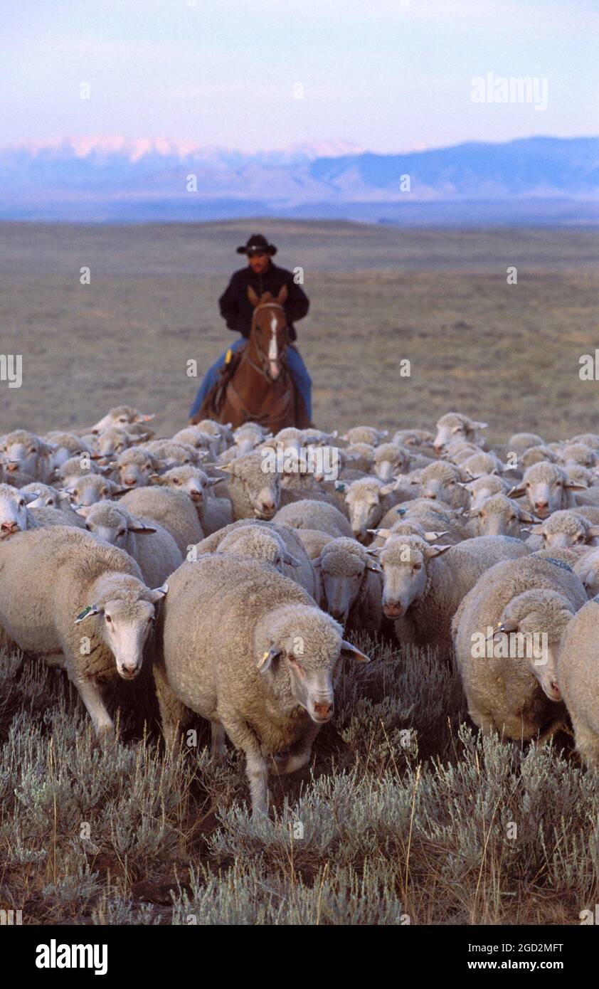 Cowboy on horseback herding sheep near Dubois, Idaho Stock Photo - Alamy