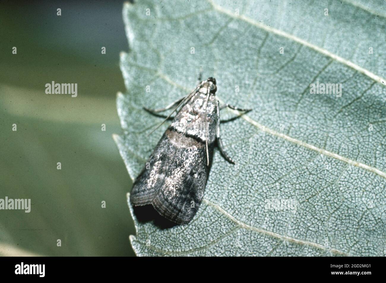Pecan leaf casebearer hi-res stock photography and images - Alamy