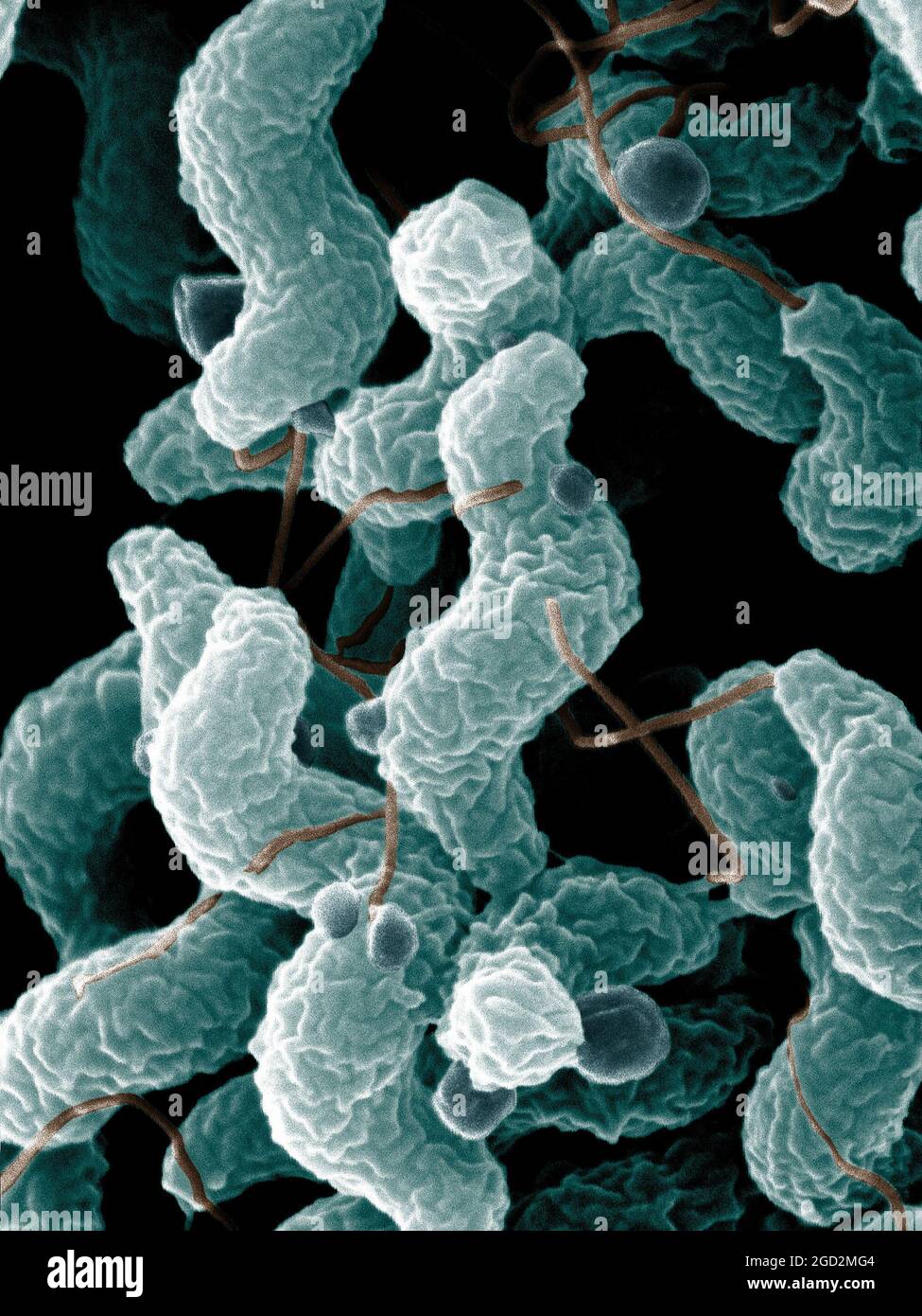 Scanning electron microscope image hi-res stock photography and images ...