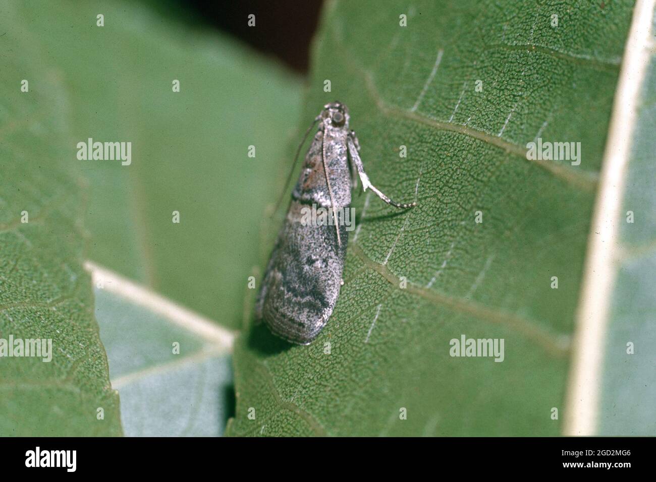 Pecan leaf casebearer adult hi-res stock photography and images - Alamy