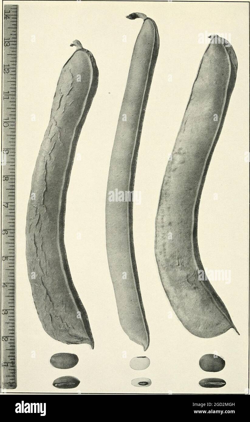 Pods and Seeds of the Jack Bean and the Sword Bean. Central figure, pod ...