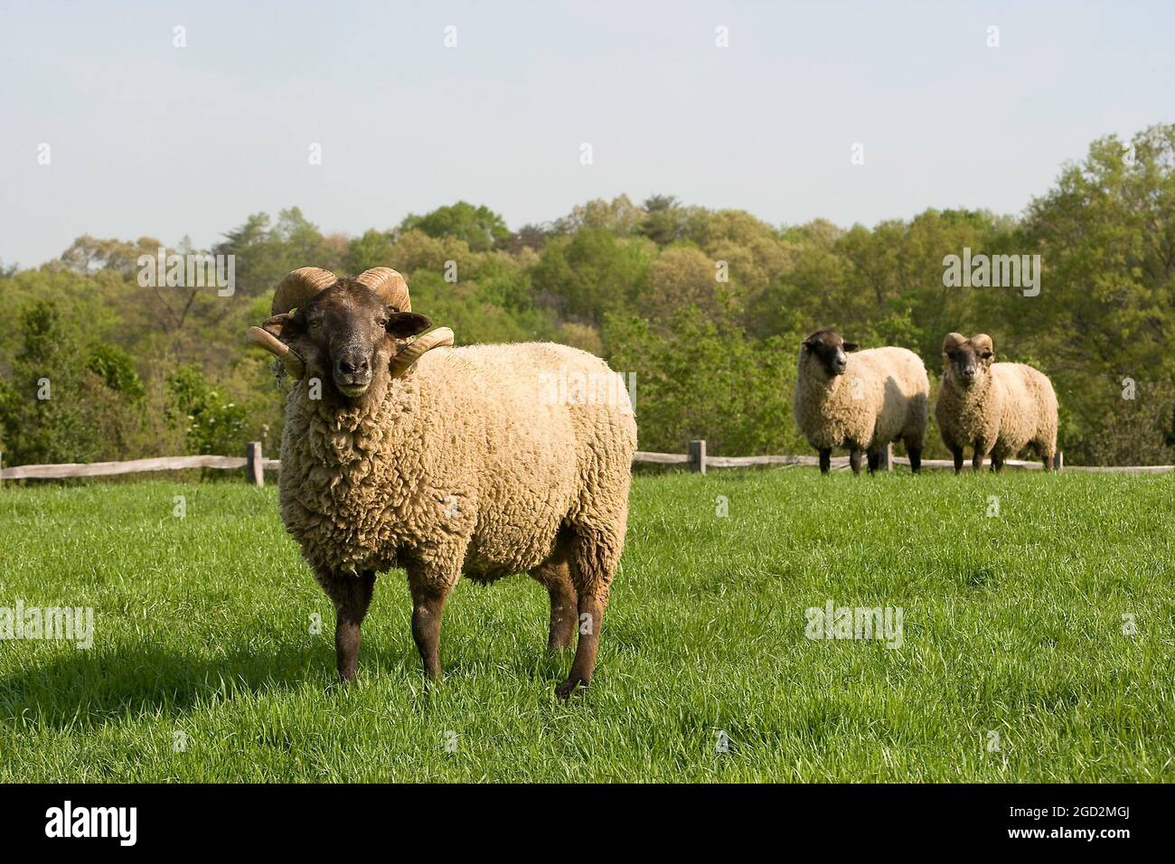 Hog island sheep hi-res stock photography and images - Alamy