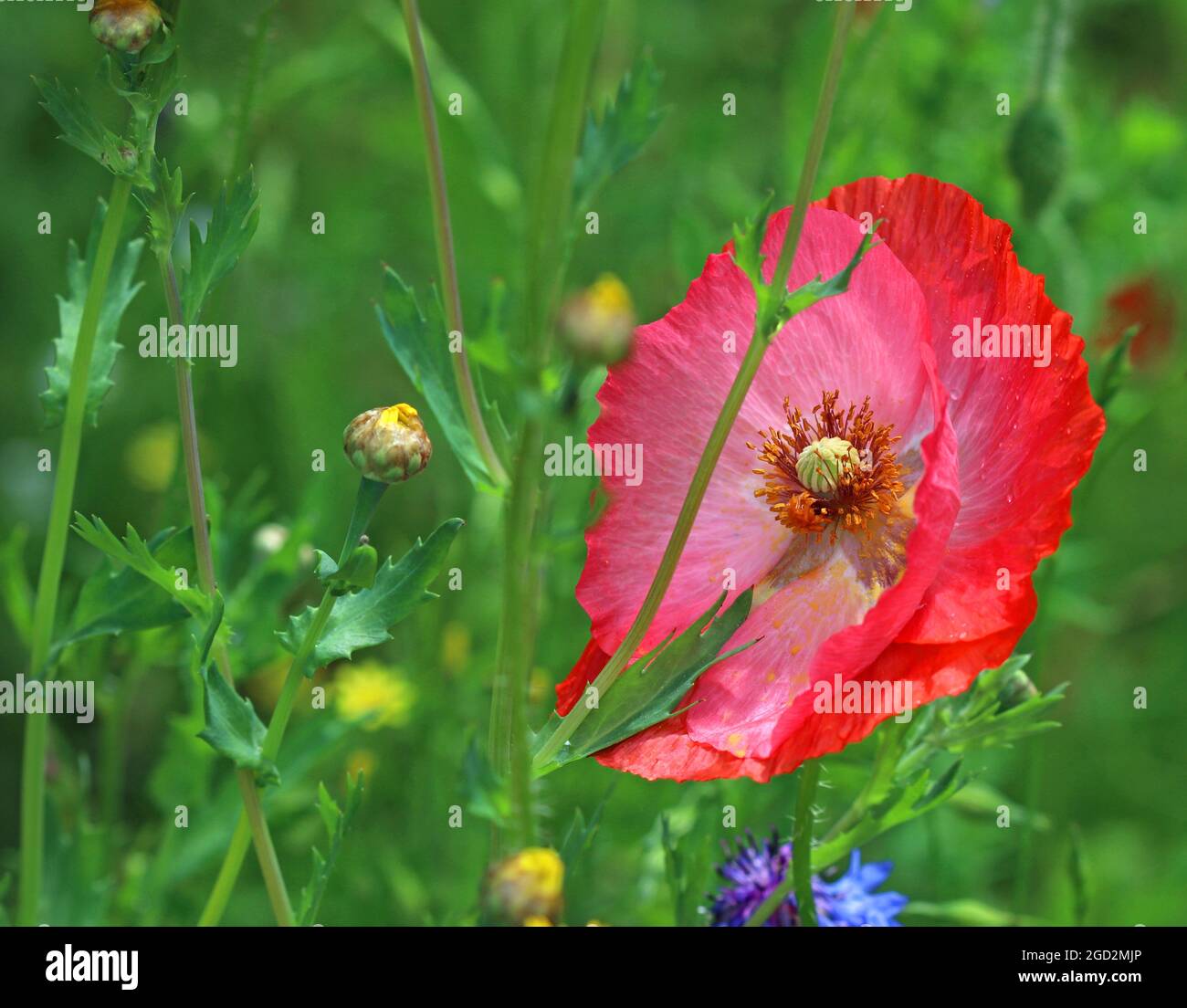 A bright pink poppy head with yellow stamens photographed on a bright ...