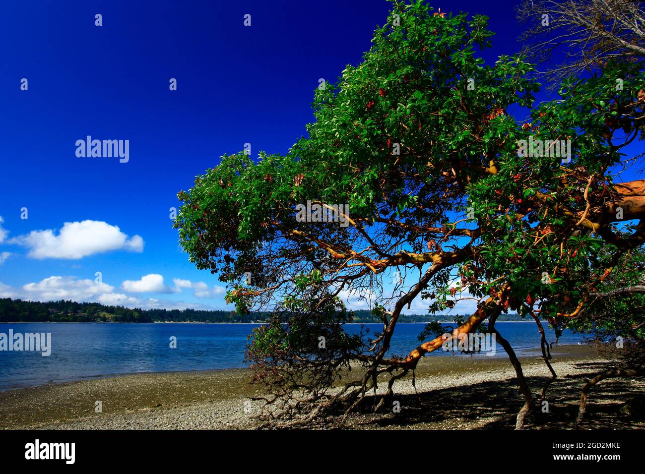 Madrone tree hi-res stock photography and images - Alamy