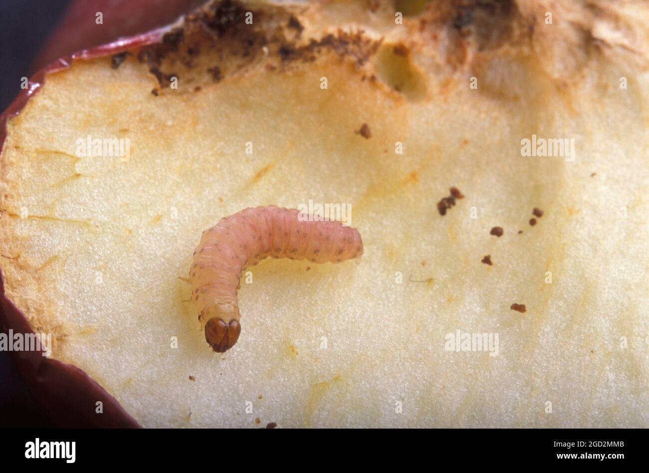 Cydia pomonella larva Stock Photo - Alamy
