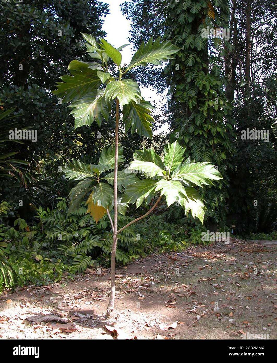 Breadfruit Tree (Artocarpus altilis Stock Photo - Alamy