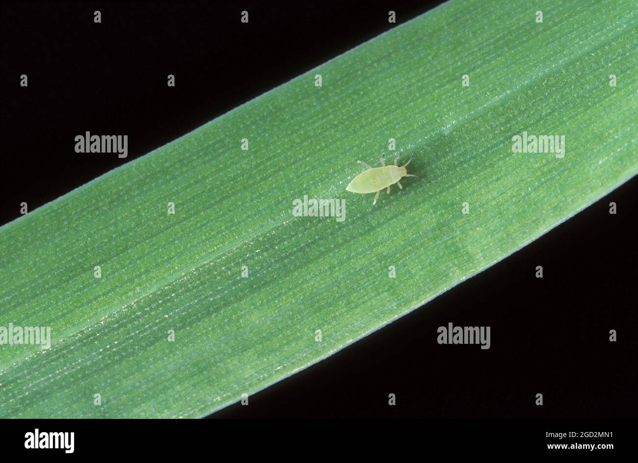 Russia wheat aphid on a susceptible barley leaf Stock Photo - Alamy