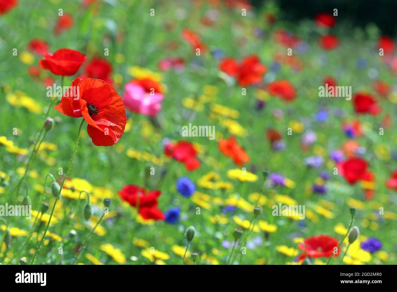 Vivid red poppies in an English wildflower garden on a bright and sunny ...