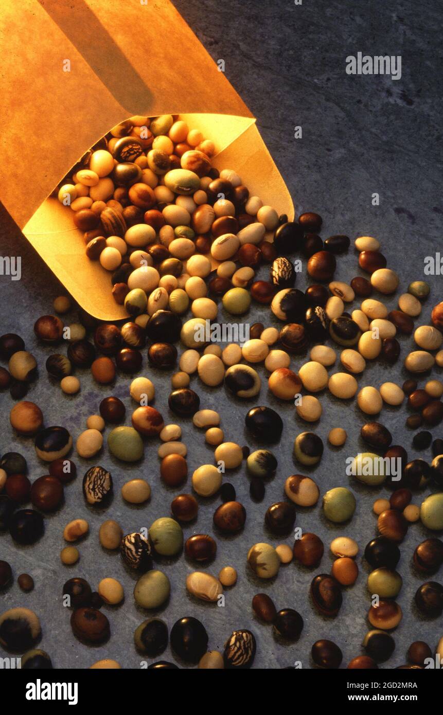 Varieties of soybeans (Glycine max Stock Photo - Alamy