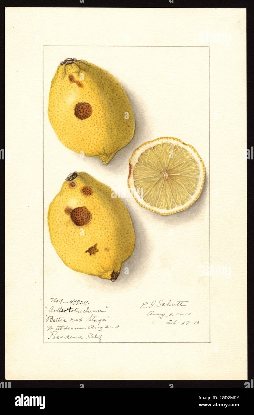 Watercolor Image of lemons (scientific name: Citrus limon), with this ...