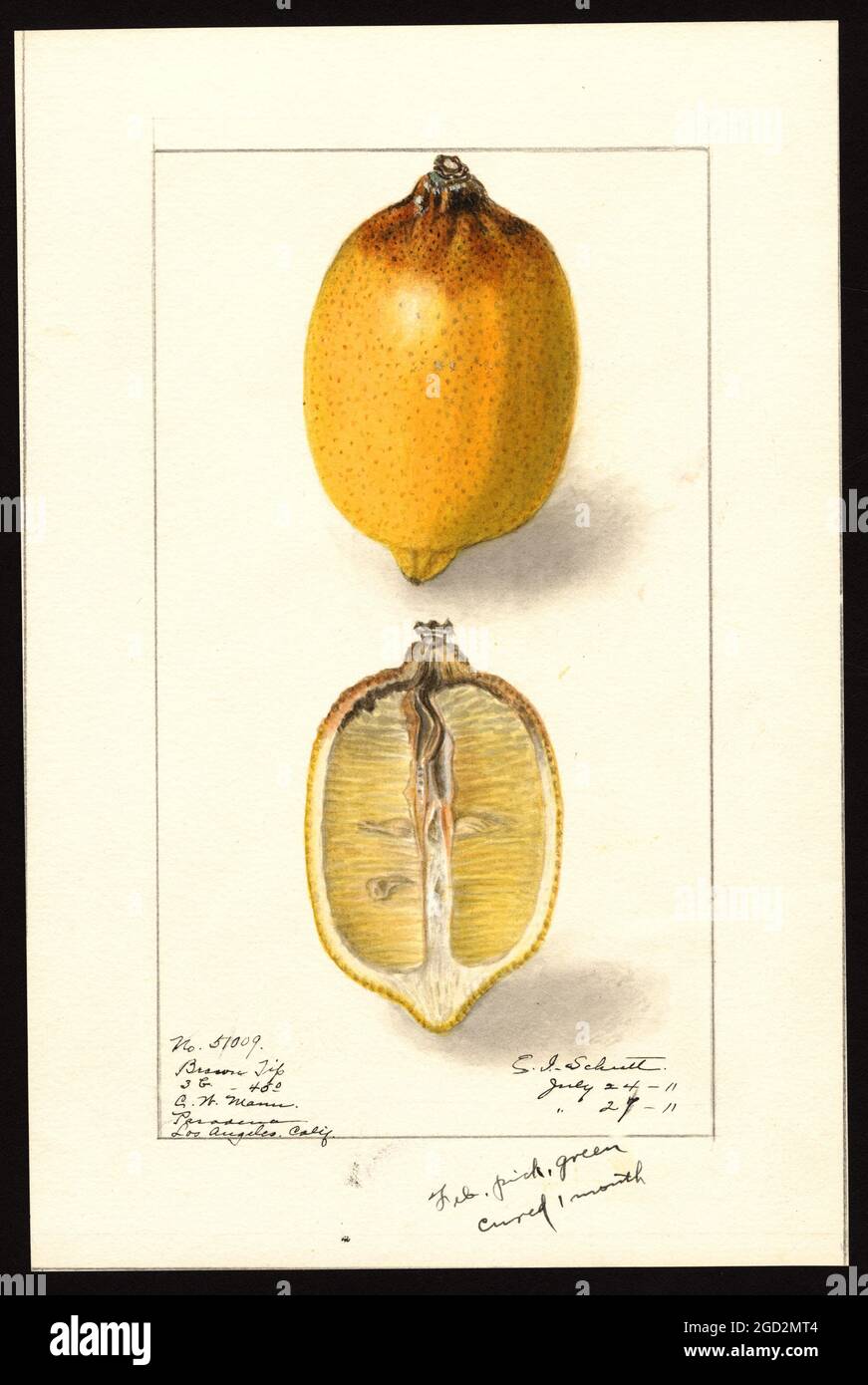 Watercolor Image of lemons (scientific name: Citrus limon), with this ...