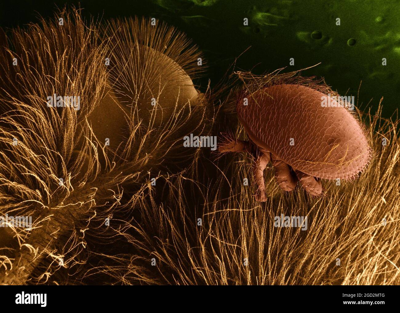 Extreme magnification of Varroa destructor (Varroa mite) on honeybee ...