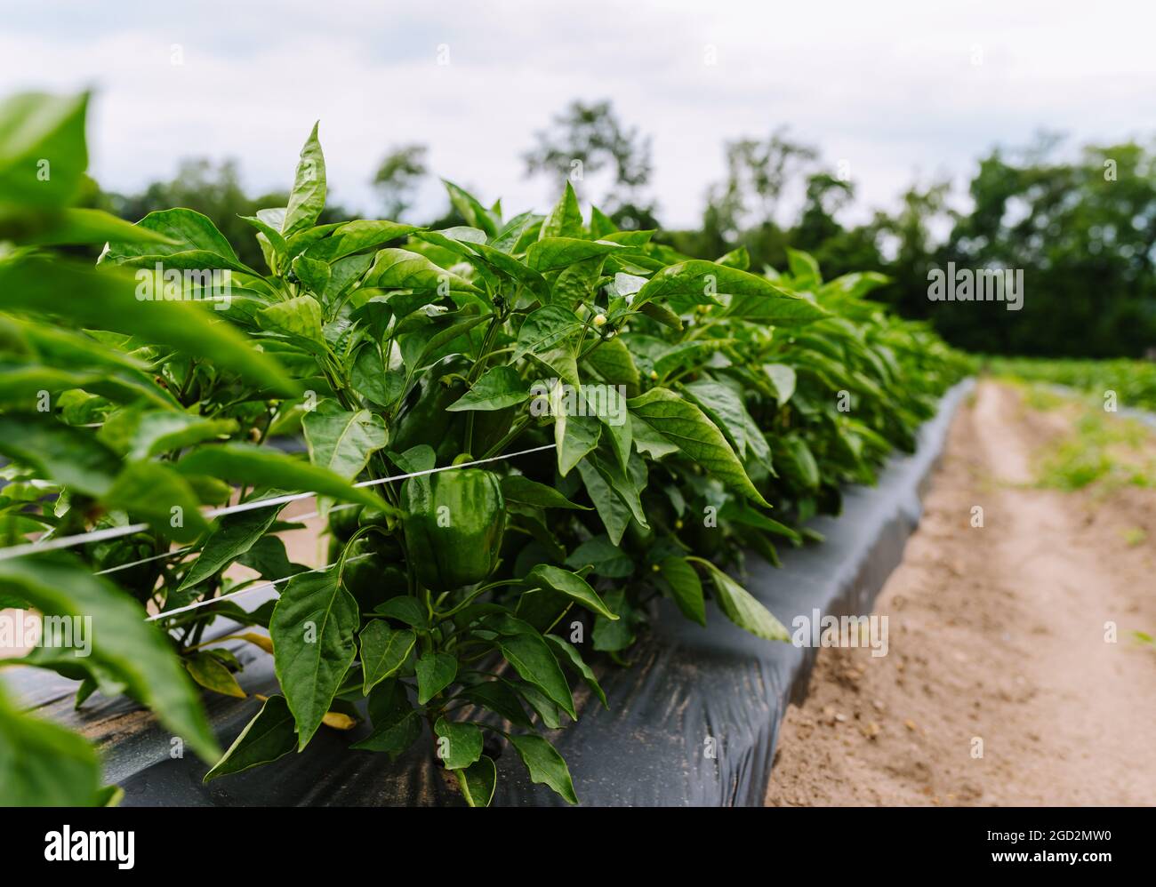 Bell pepper farm in spring Stock Photo - Alamy