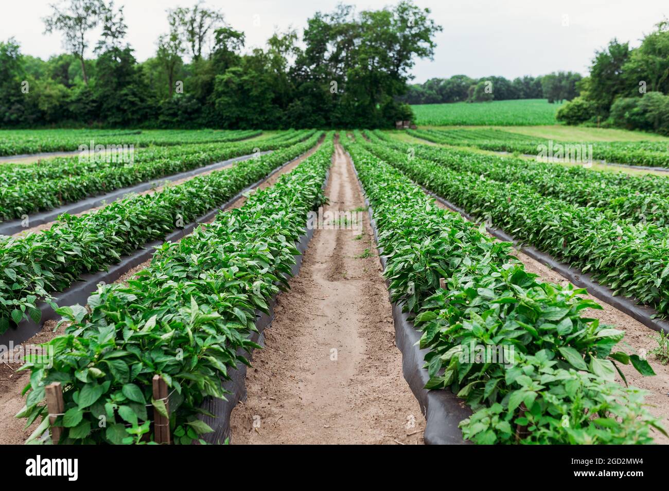 Bell pepper farm in spring Stock Photo - Alamy