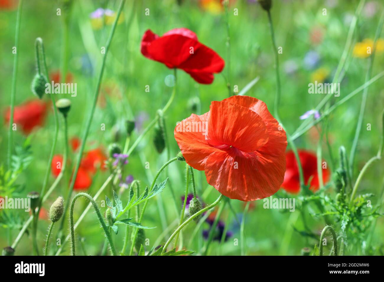 Vivid red poppies in an English garden on a bright and sunny day in ...