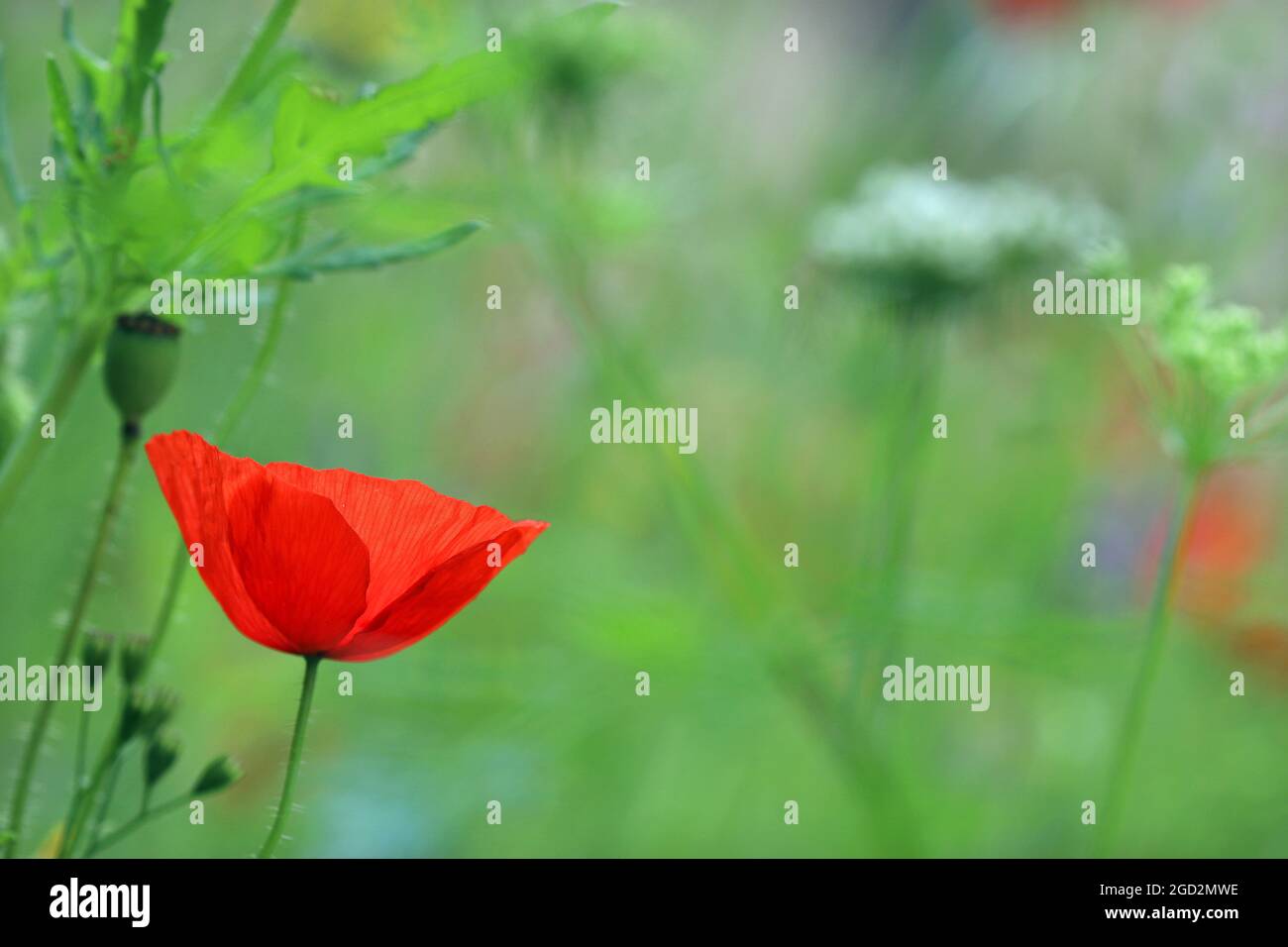 A vivid red poppy in an English garden on a bright and sunny day in ...