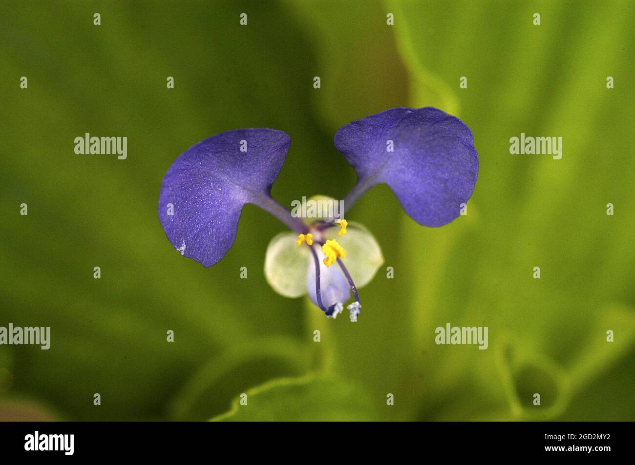 Tropical spiderwort (Commelina benghalensis) ca. 28 August 2006 Stock ...