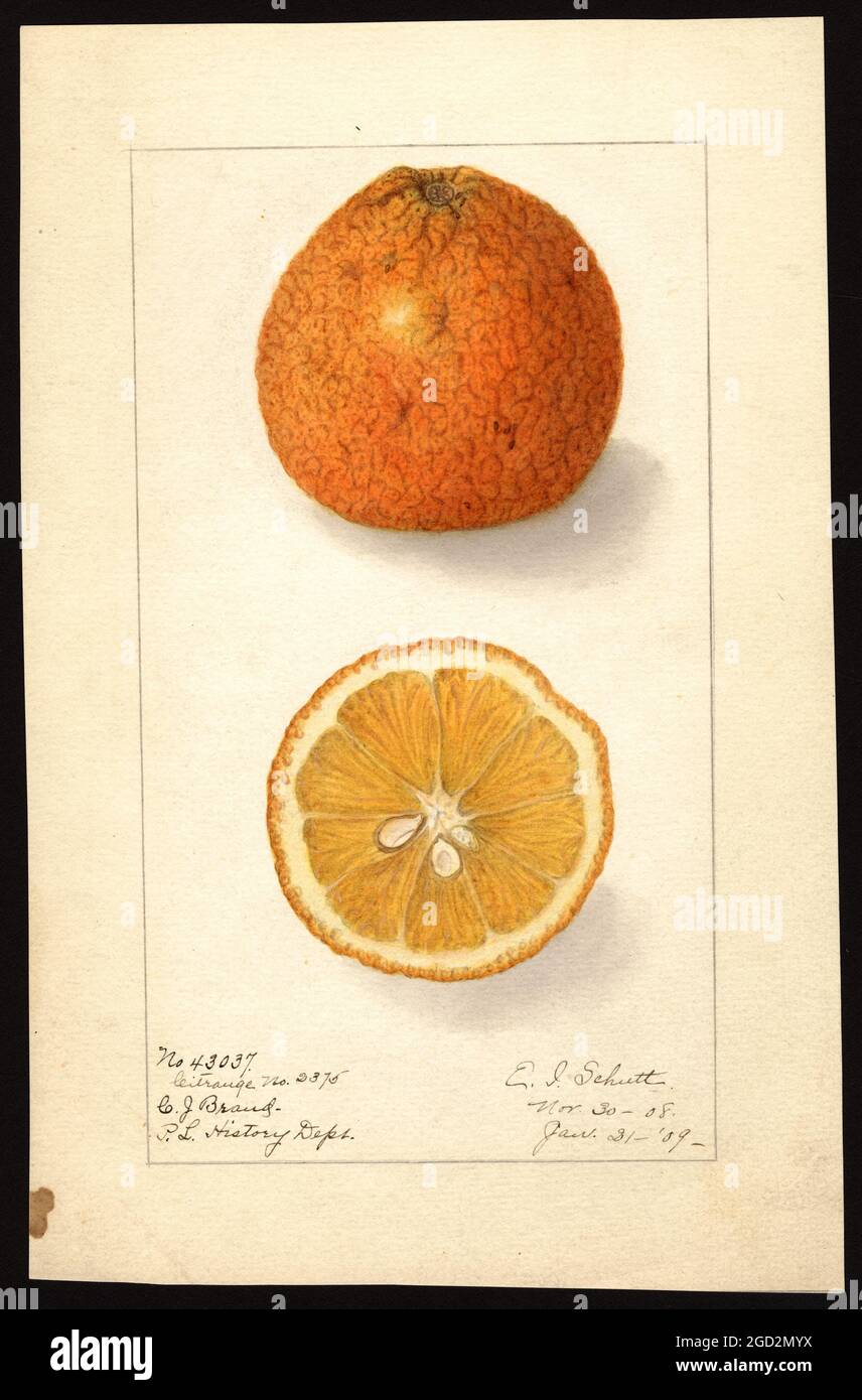 Citranges hi-res stock photography and images - Alamy