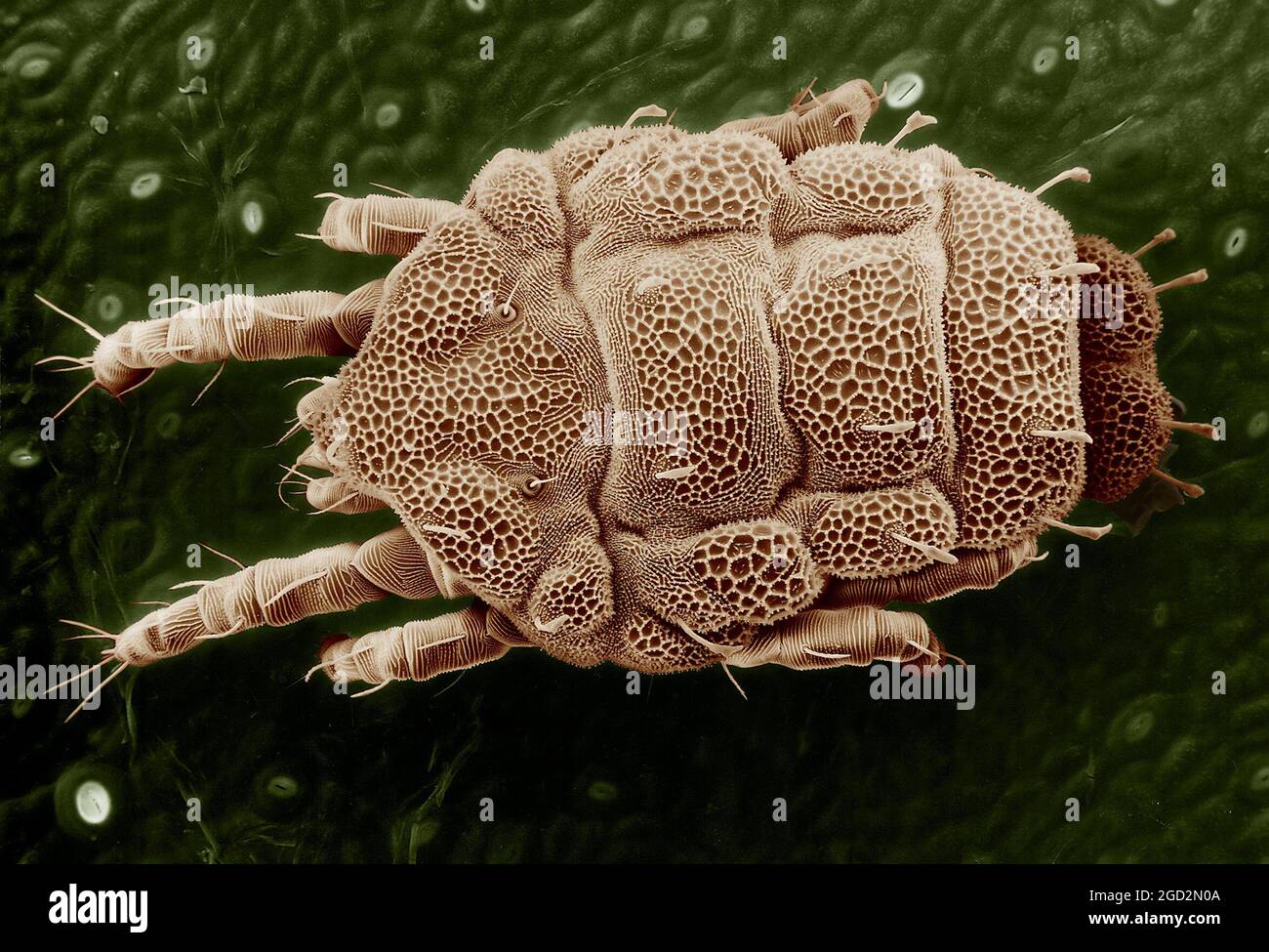 Lorryia formosa mite hi-res stock photography and images - Alamy