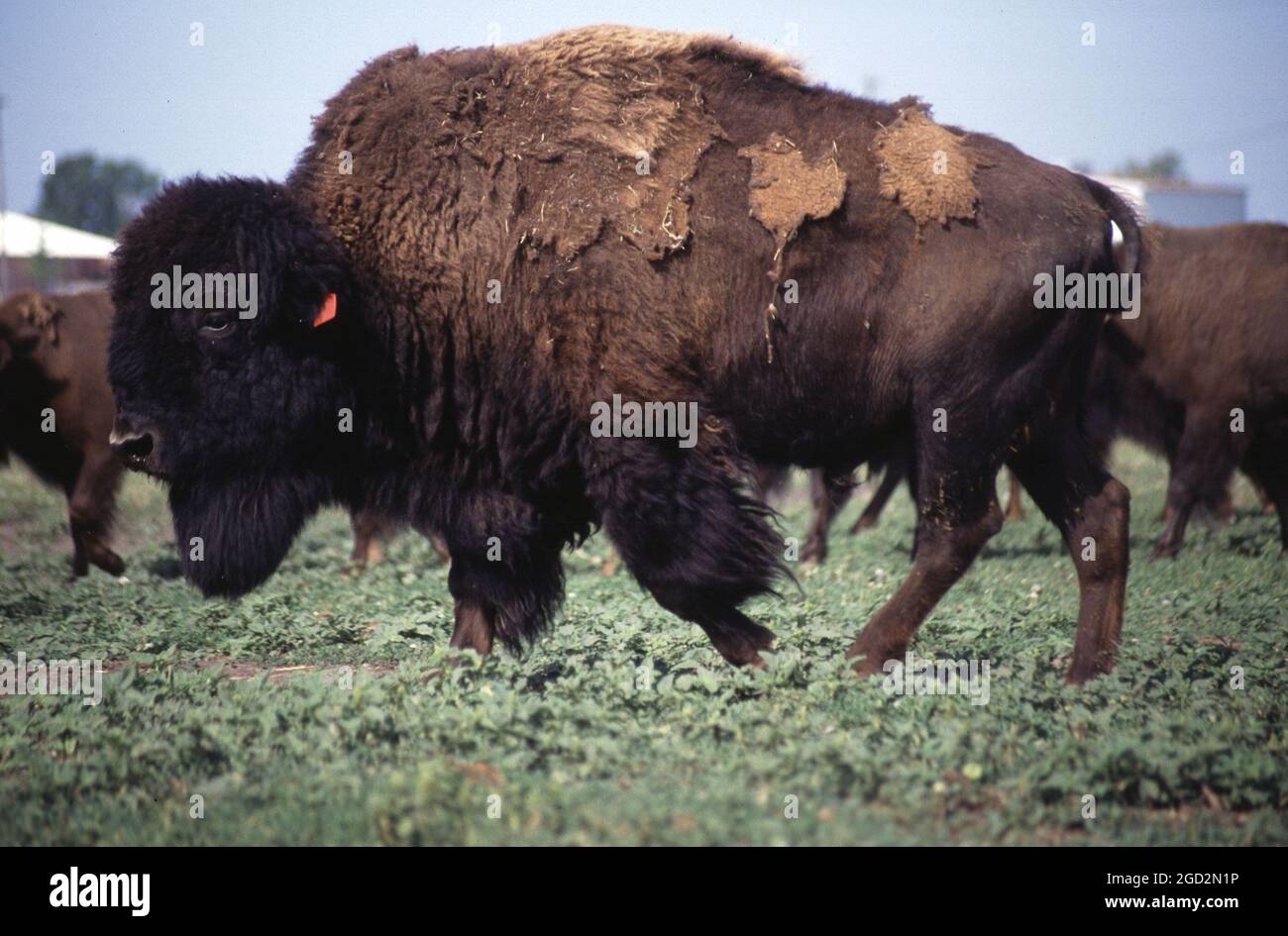 Left facing animal hi-res stock photography and images - Alamy