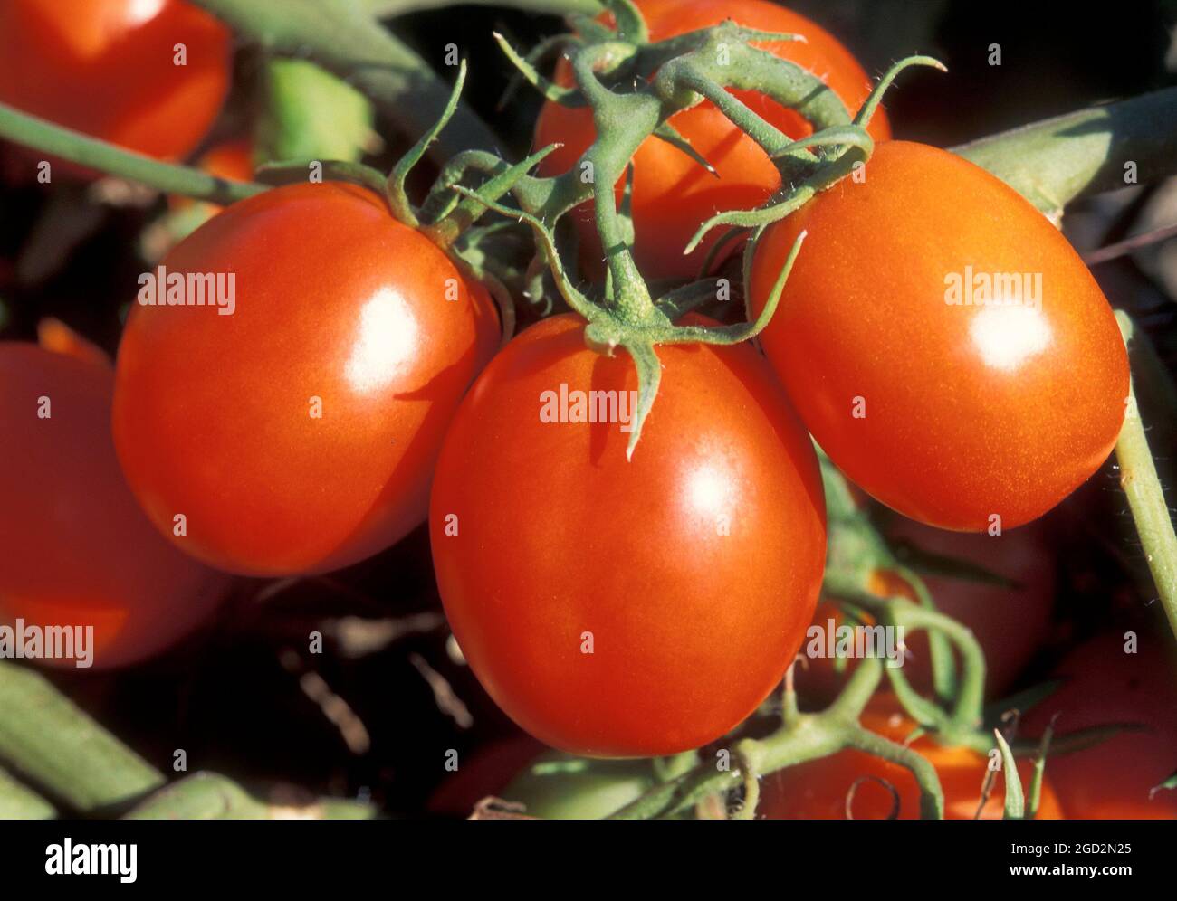 Processing tomatoes on the vine hi-res stock photography and images - Alamy