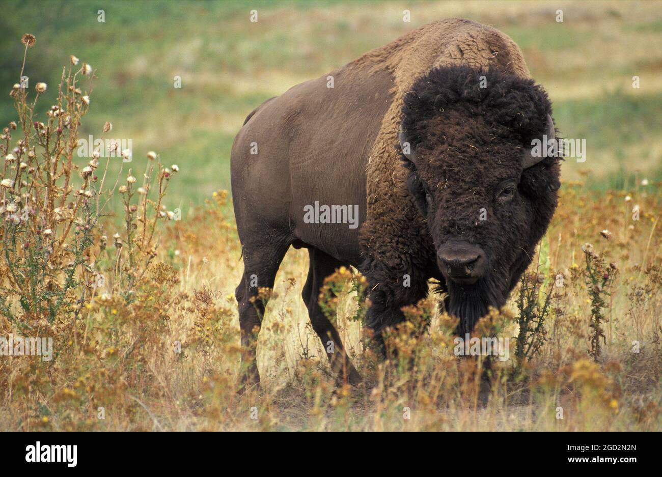 Bison in a field looking toward the left (unknown date Stock Photo - Alamy